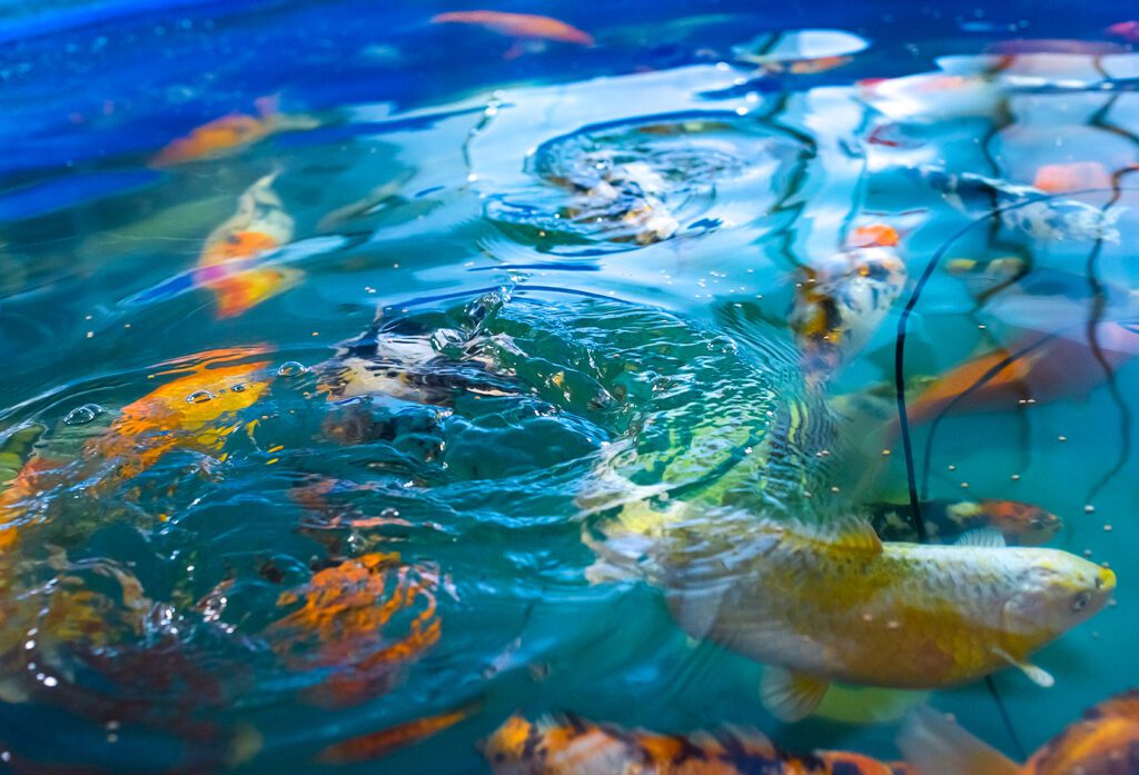 Aquaponics: The future of sustainable cannabis is fueled by fish poop ...