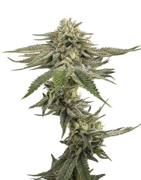 Pink Kush - Aqualitas