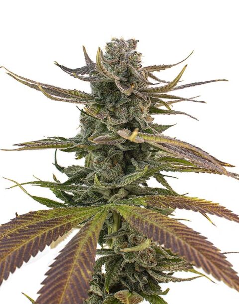 Queen Citrus Punch 1g Vape - Aqualitas